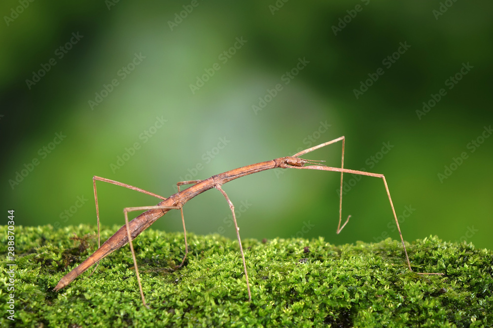 Foto de Stock Stick insect or Phasmids (Phasmatodea or Phasmatoptera ...