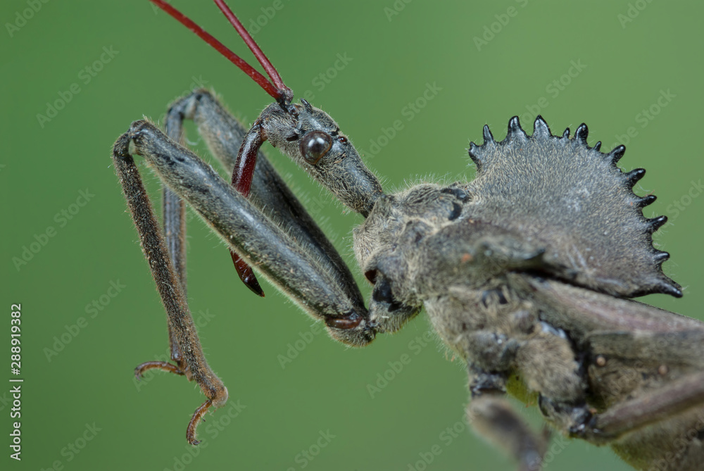 Wheel bug (Arilus cristatus), showing long piercing beak and spiked ...