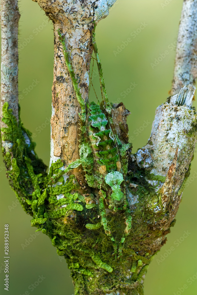 Lichen-mimic katydid hiding on lichen-covered branch in rainforest of ...