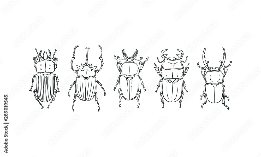set of Beetle hand drawn sketch vector, Different beetles illustration ...