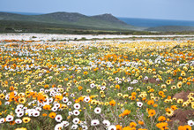 Namakwaland Splendour Free Stock Photo - Public Domain Pictures