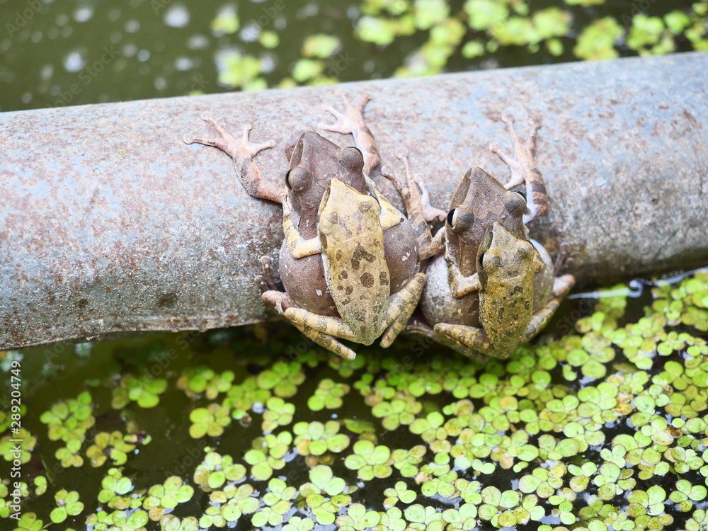 ภาพถ่าย Stock Common tree frog breeding by the male is hugged on the ...