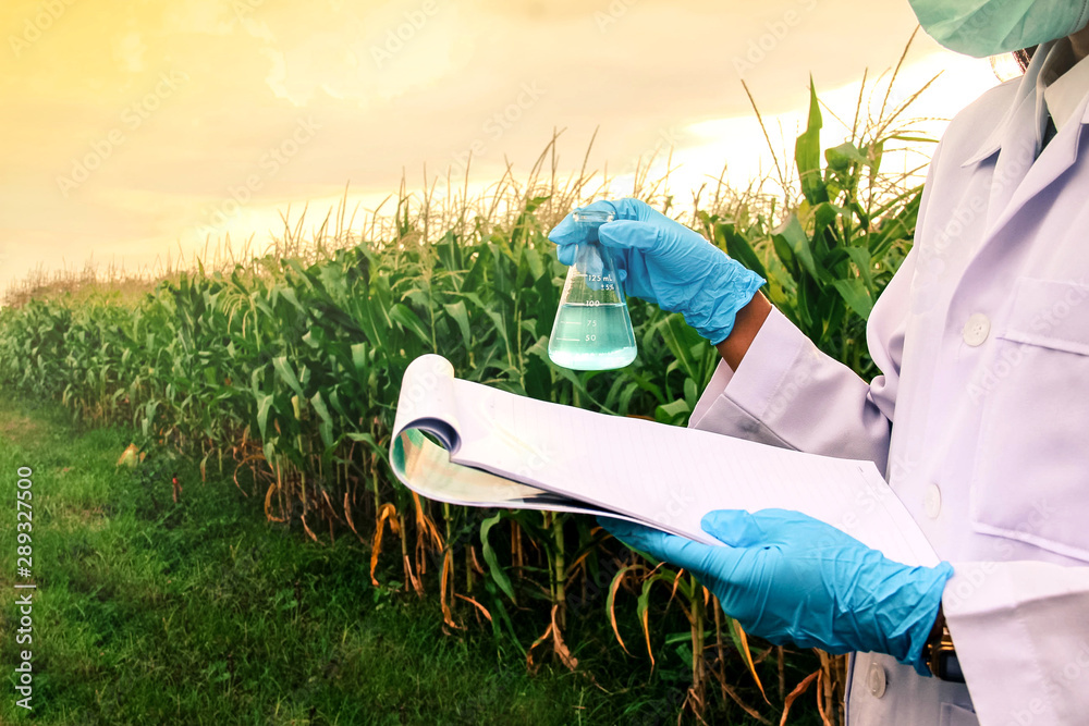 Agricultural scientist researching plants/diseases in corn plantation ...