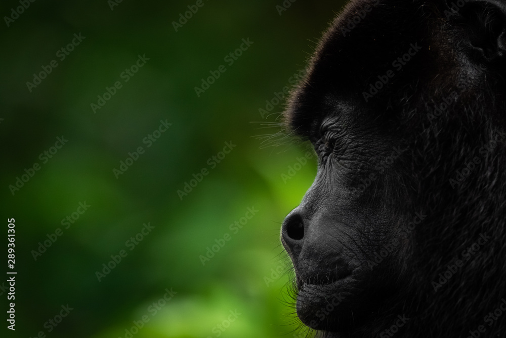 Monkey portrait. Costa Rica wildlife: male howler monkey closeup giving ...