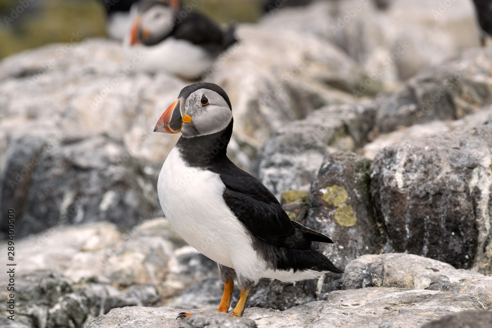 Juvenile puffin standing on a rock. You can tell it's young by the gray ...
