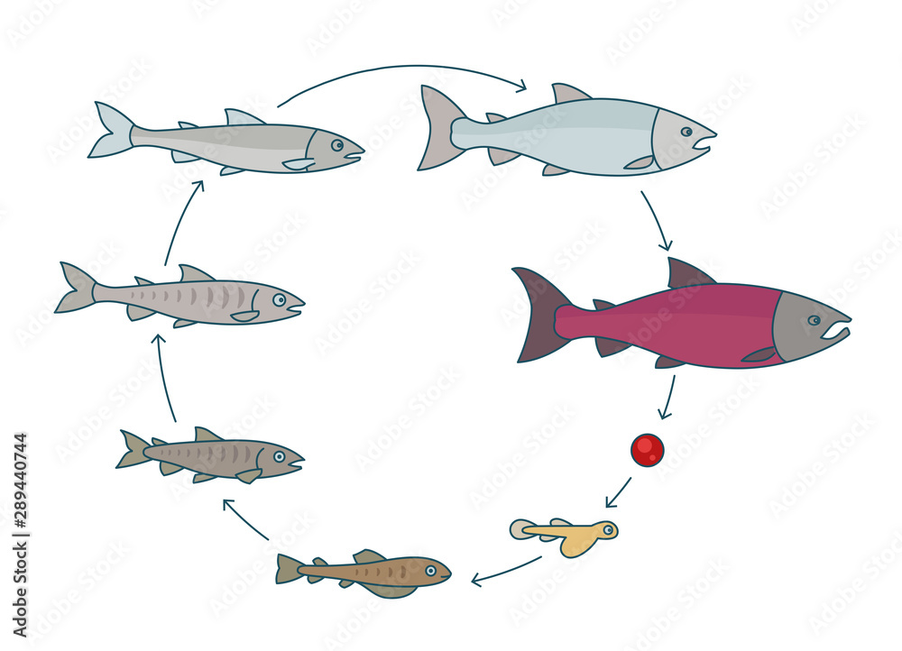 Round stages of salmon fish growth set. From parr to adult sockeye fish ...
