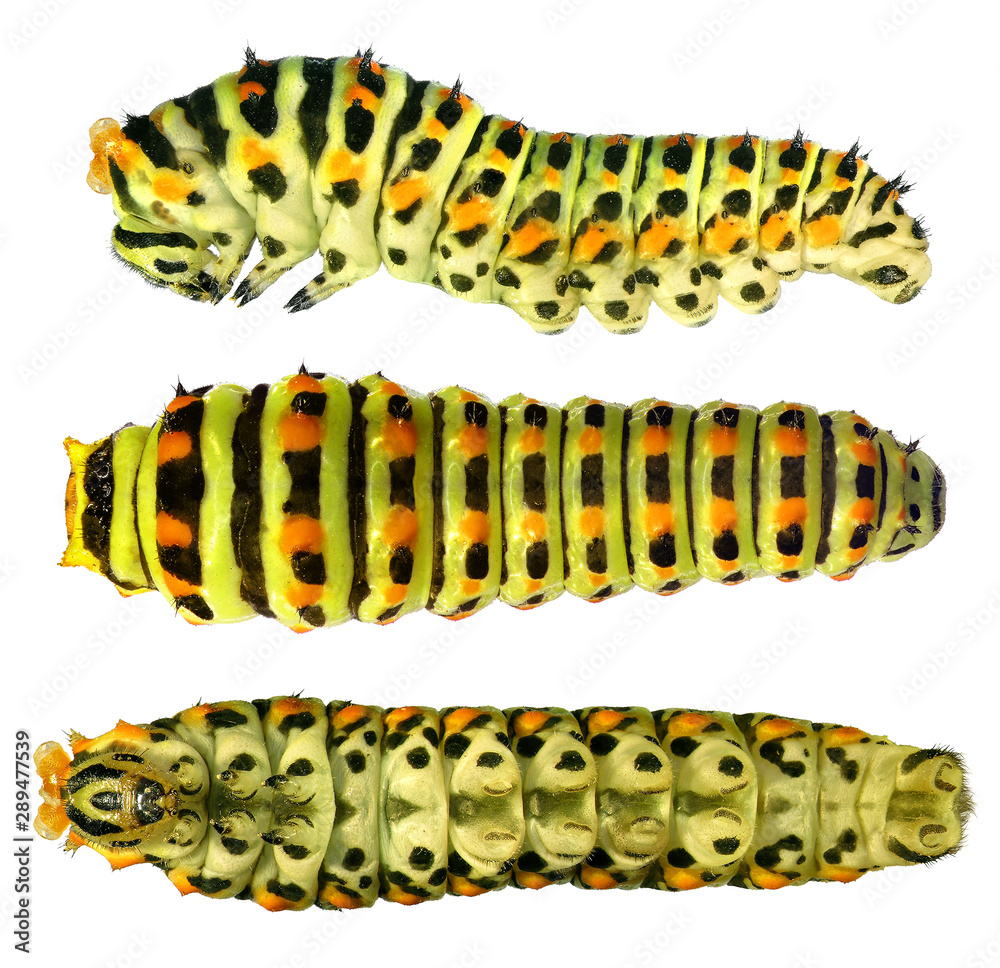 Foto de Stock Common yellow swallowtail (Old World swallowtail), Papilio machaon (Lepidoptera ...