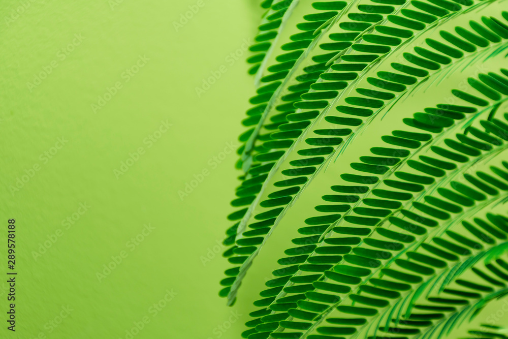 Ramas y hojas de flamboyan,acacia,con espacios en blanco Stock Photo ...