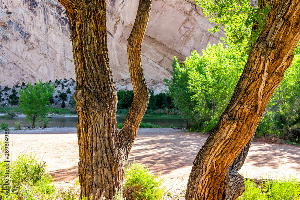 View of green tree and river from Split Mountain Campground in summer ...
