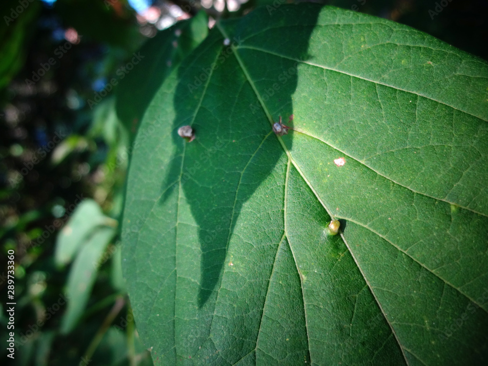 feuille malade Stock Photo | Adobe Stock