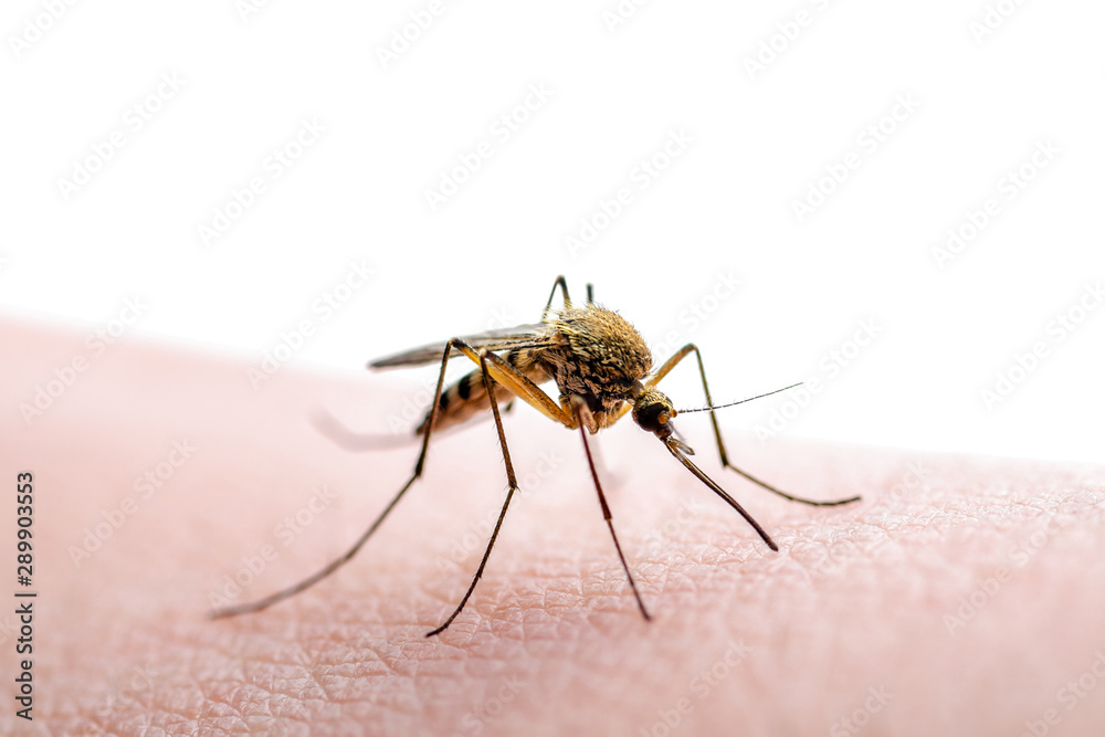 Dangerous Zika Infected Mosquito Bite Isolated on White. Leishmaniasis ...