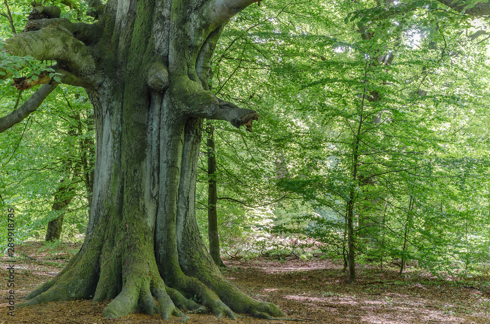 Very old beech tree in spring in a German nature reserve, called ...