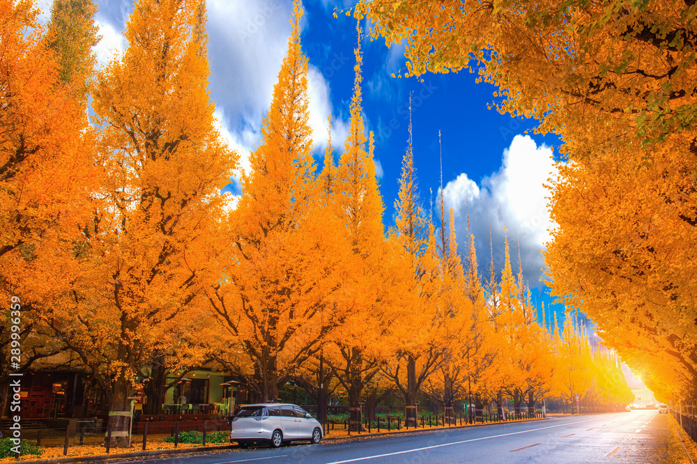 Tokyo rich yellow ginkgo tree along both side of Jingu gaien avanue in ...