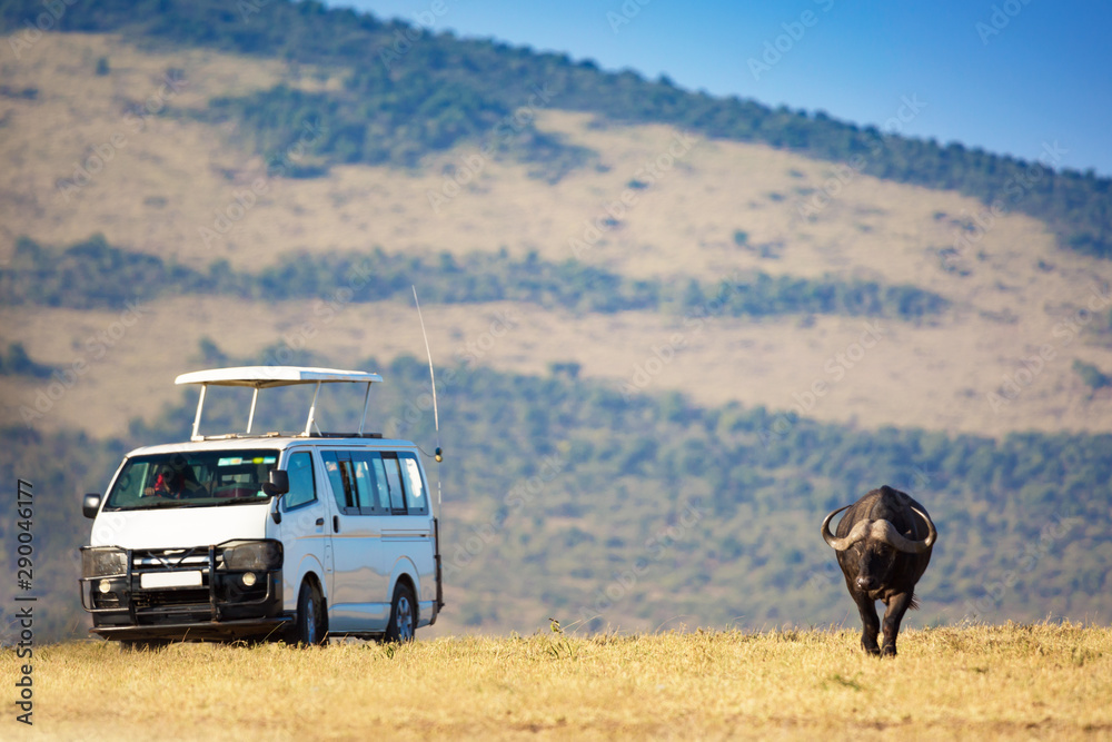Safari concept. Safari car with buffalo bison in african savannah ...