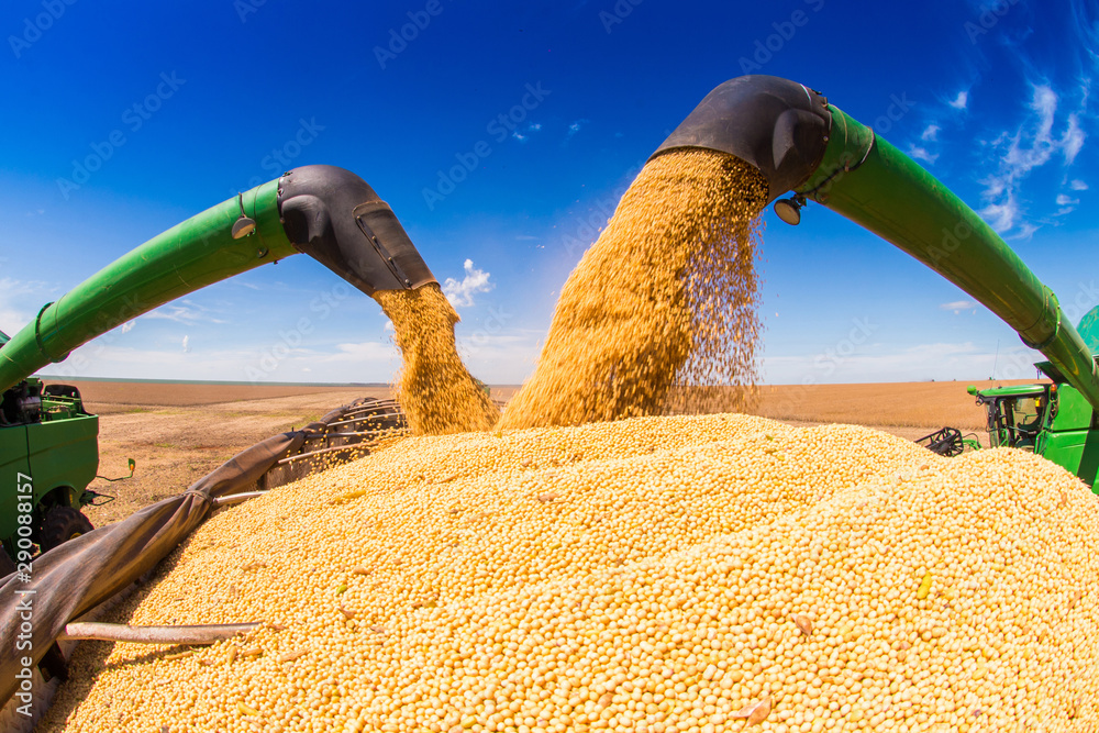 Soybean harvesting machines unloading seeds with blue skies Stock Photo ...
