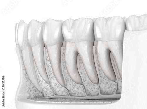Dental Root anatomy of mandibular human gum and teeth. Medically ...