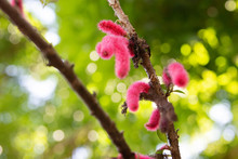 Pink Fuzzy Flowers Free Stock Photo - Public Domain Pictures