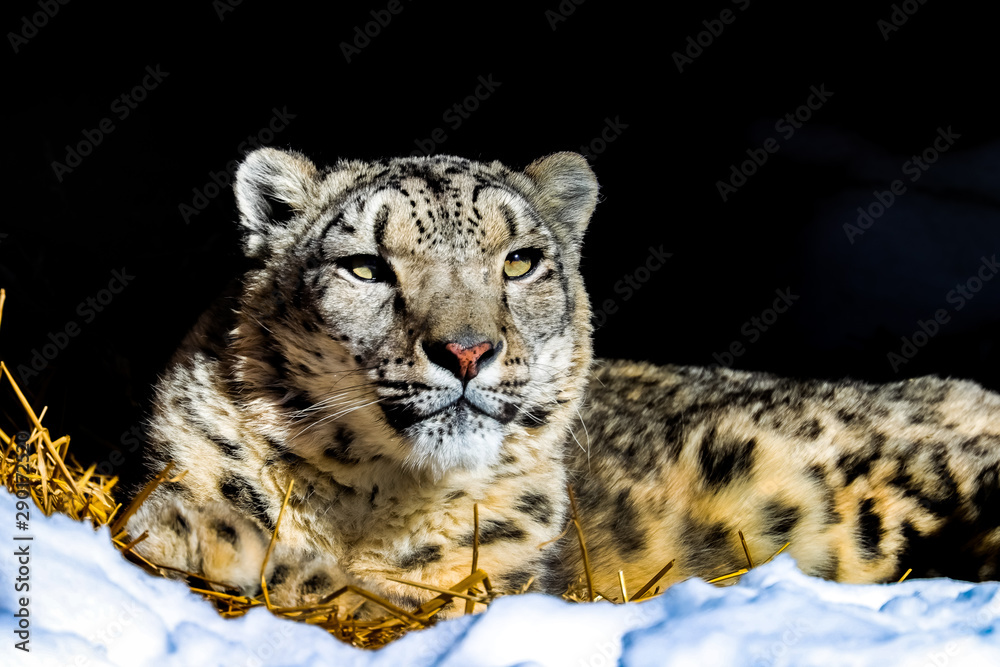 The snow leopard, also known as the ounce, is a large cat native to the ...