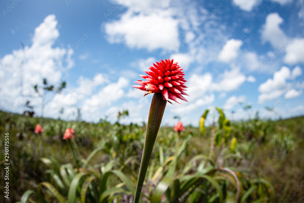 Foto de Stock Flor de inirida, tipica flor de las tierras de las ...