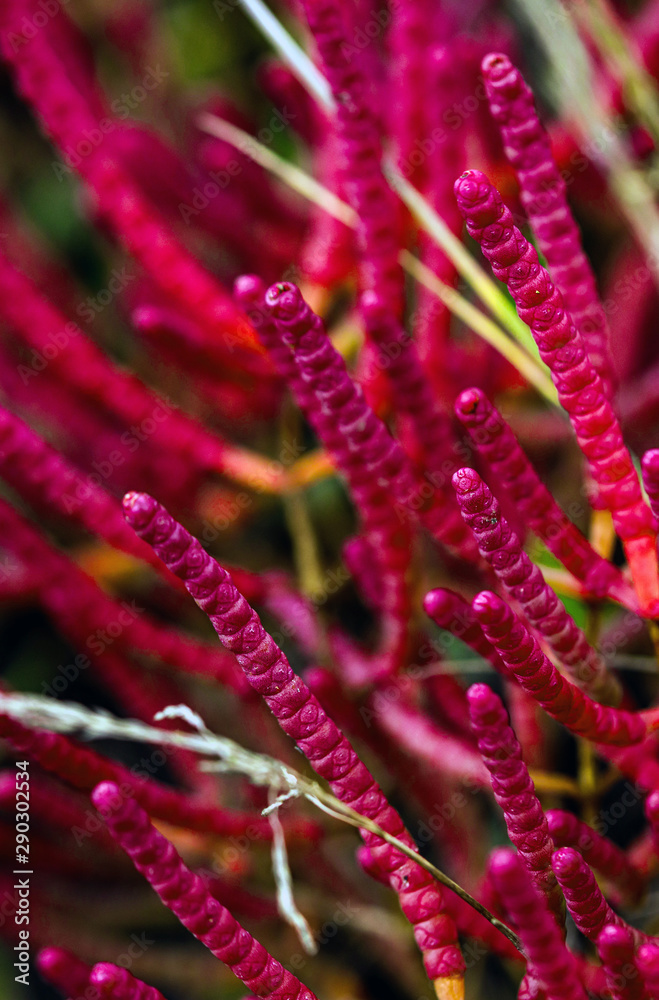 Vibrant pink Salicornia bigelovii plant of amaranth family also known ...