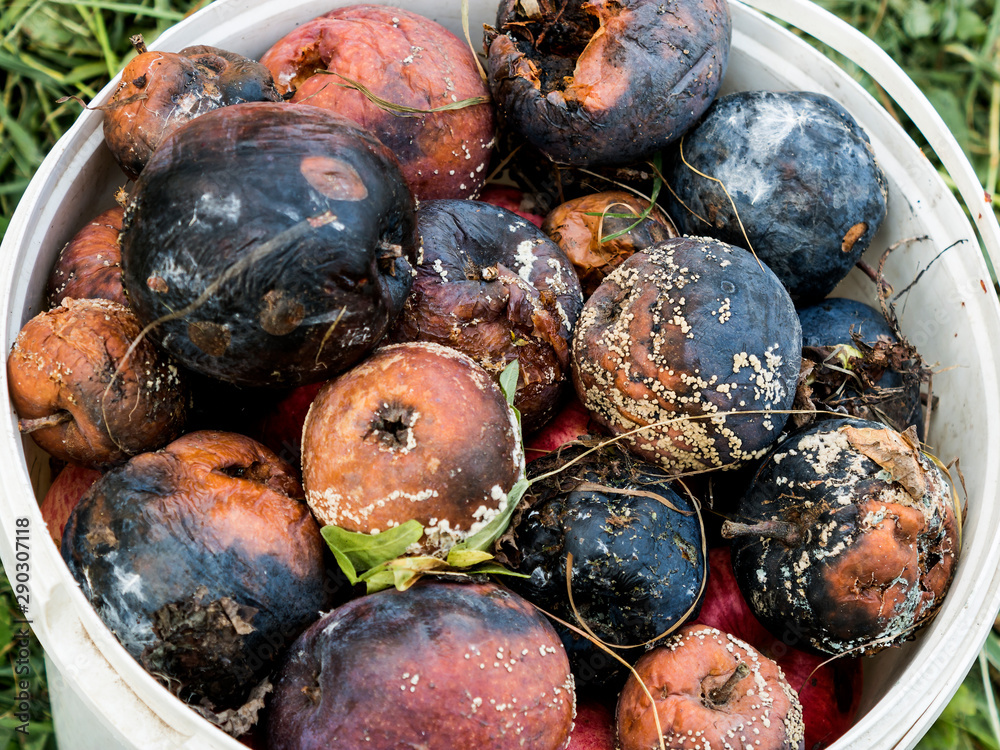 Crop of apples ruined by diseases of fruit trees. Apple is affected by ...