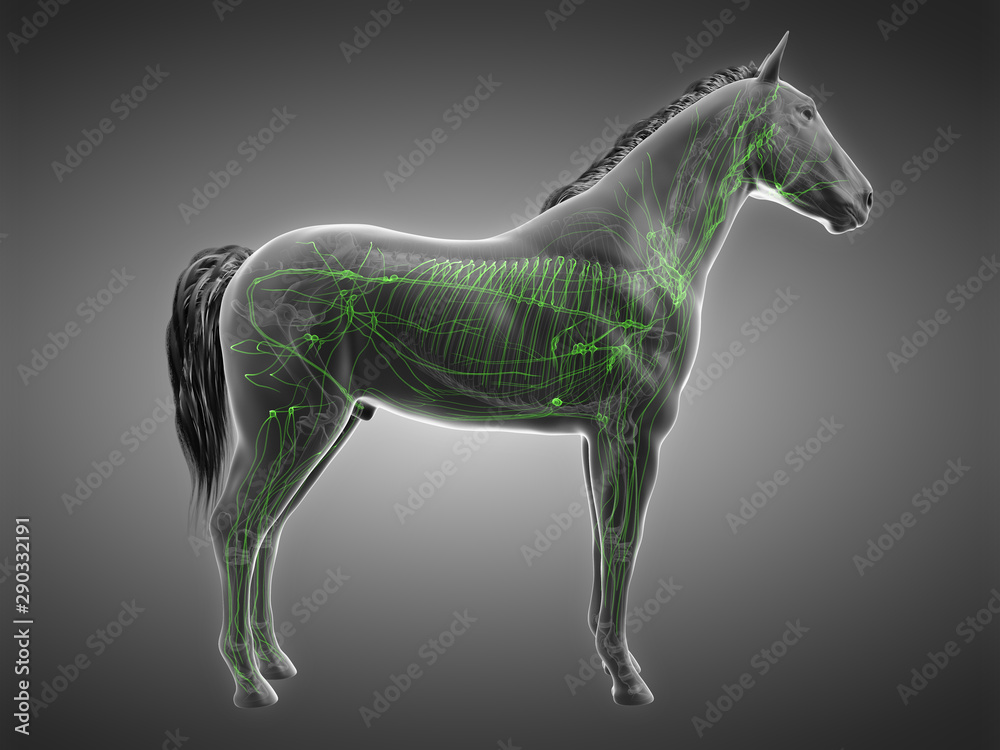 3d rendered anatomy of the equine anatomy - the lymphatic system Stock ...