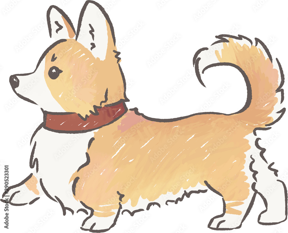 Shama the corgi goes with a collar. Dog behaviour and rules for owners ...