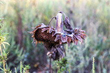 Wilted Sunflower Free Stock Photo - Public Domain Pictures