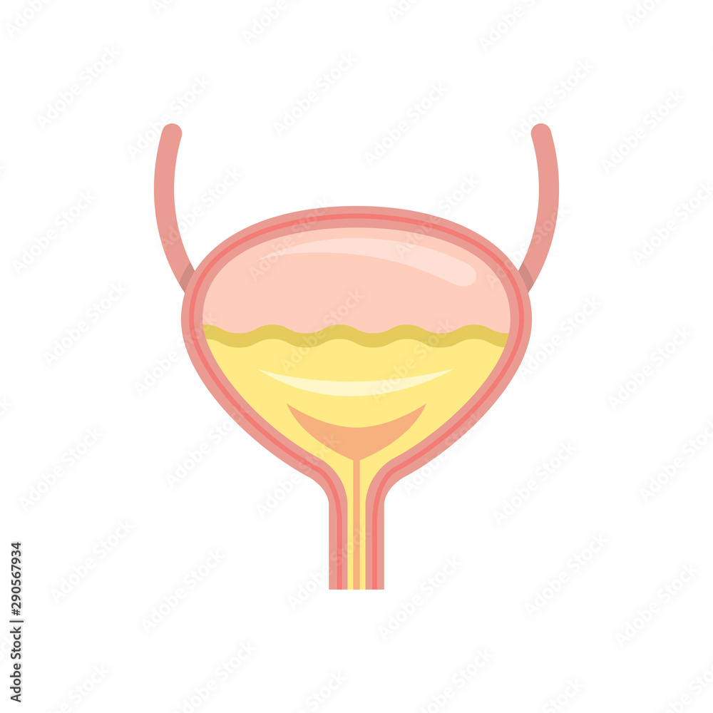 Bladder anatomy. Vector illustration. Stock Vector | Adobe Stock