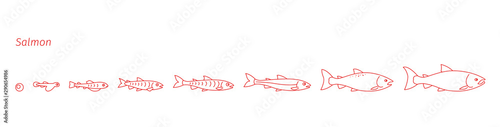 Stages of Atlantic salmon fish growth set. Coho fish from egg to fry ...
