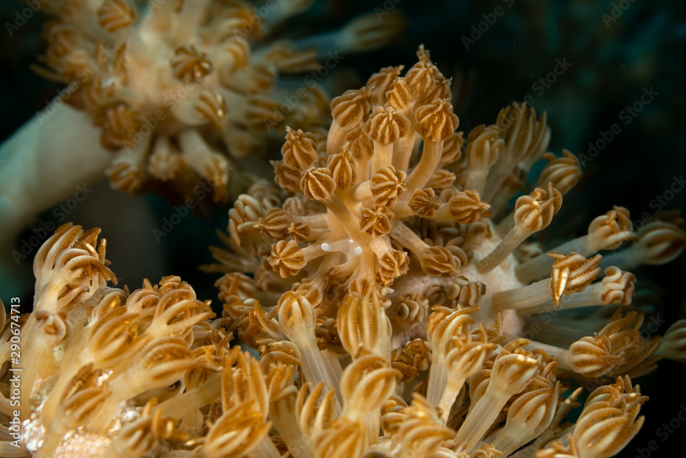 Rudman's Phyllodesmium, Phyllodesmium rudmani is a species of sea slug ...