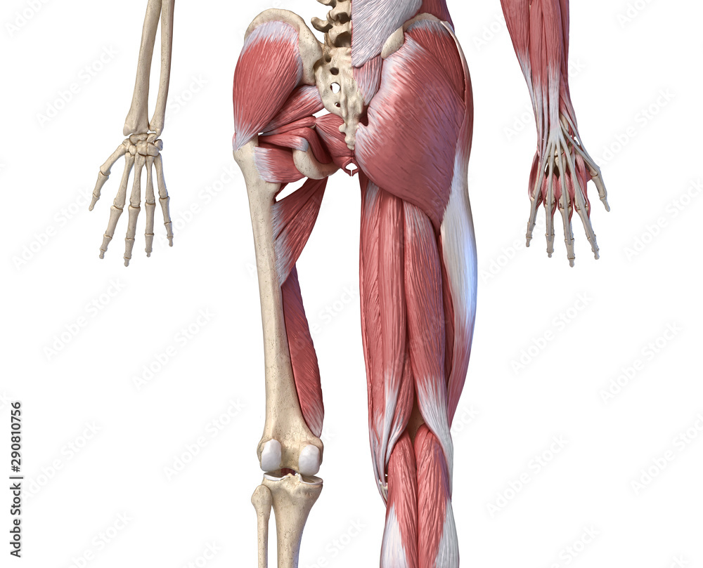 Human male anatomy, limbs and hip muscular and skeletal systems, back ...