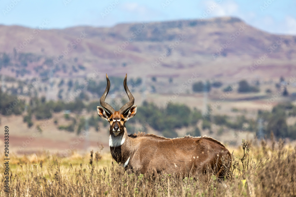 majestic male of endemic very rare Mountain nyala, Tragelaphus buxtoni ...