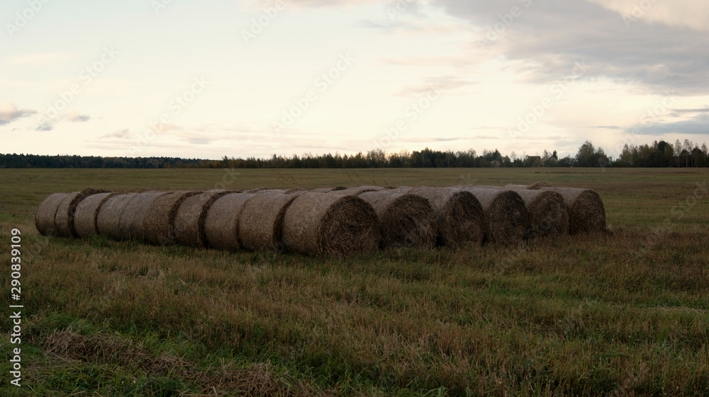 large rolls of sheaves Stock Photo | Adobe Stock