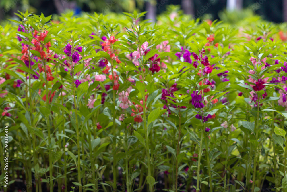 Beautiful mix color garden balsam flowers in a garden.Also known as ...