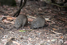 Long-Nosed Potoroo In Australia Free Stock Photo - Public Domain Pictures
