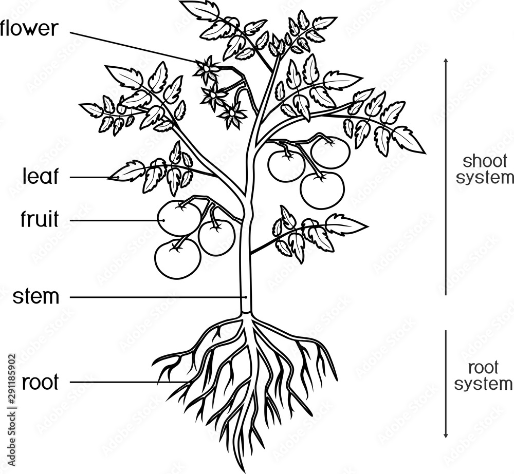 Coloring page. Parts of plant. Morphology of tomato plant with leaves ...