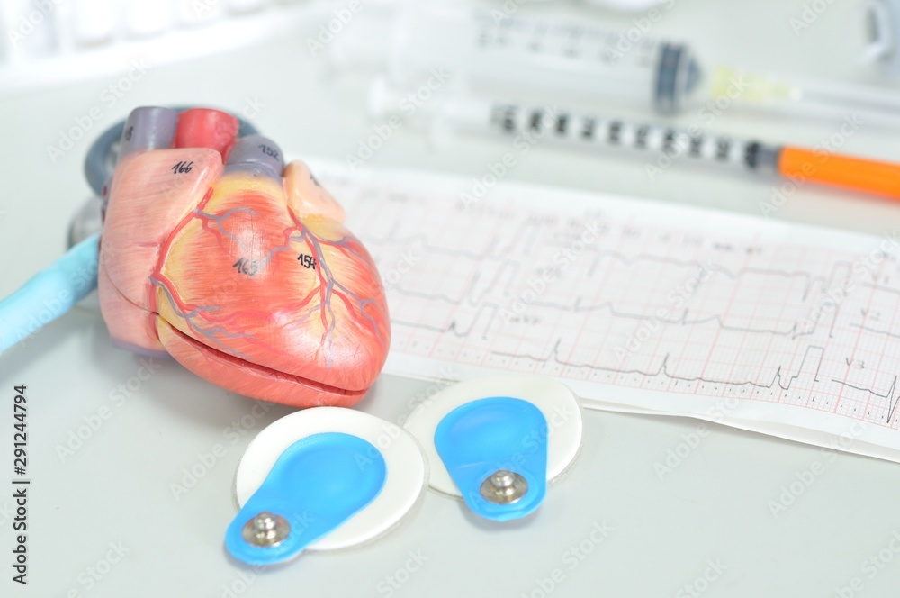 human heart anatomy model with EKG Stock Photo | Adobe Stock
