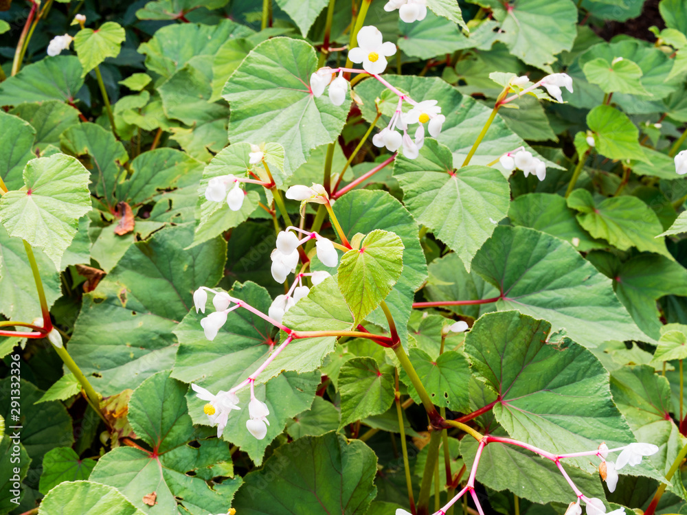 Begonia grandis 'Alba' - Begonia vivace de Madame Evans au magnifique ...