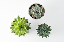 Succulent Top View Closeup Free Stock Photo - Public Domain Pictures