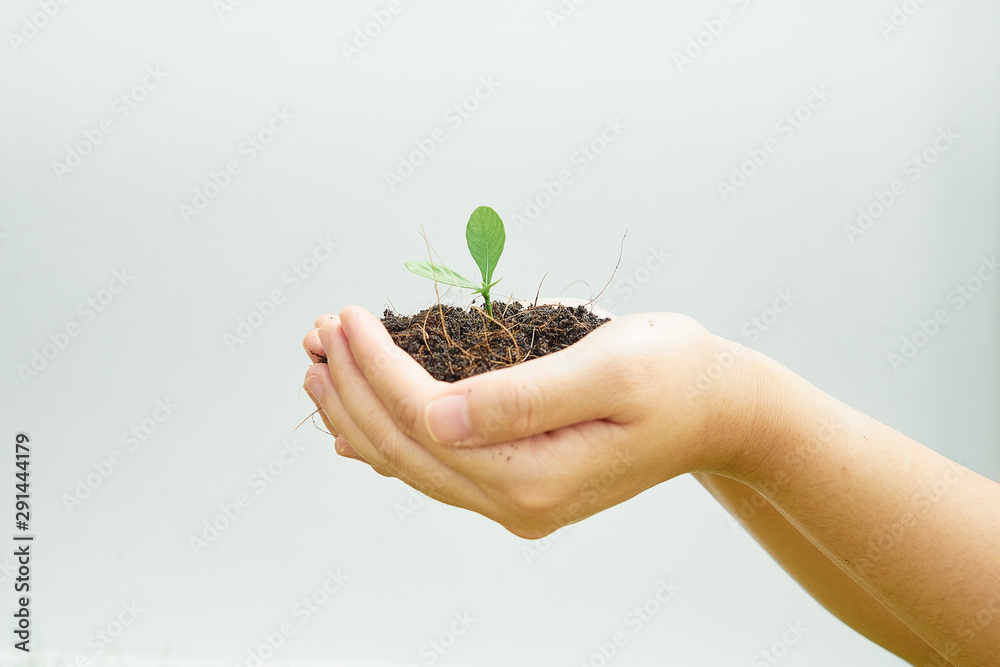 Two hands of a child who is learning to cultivate boiled wood back to ...