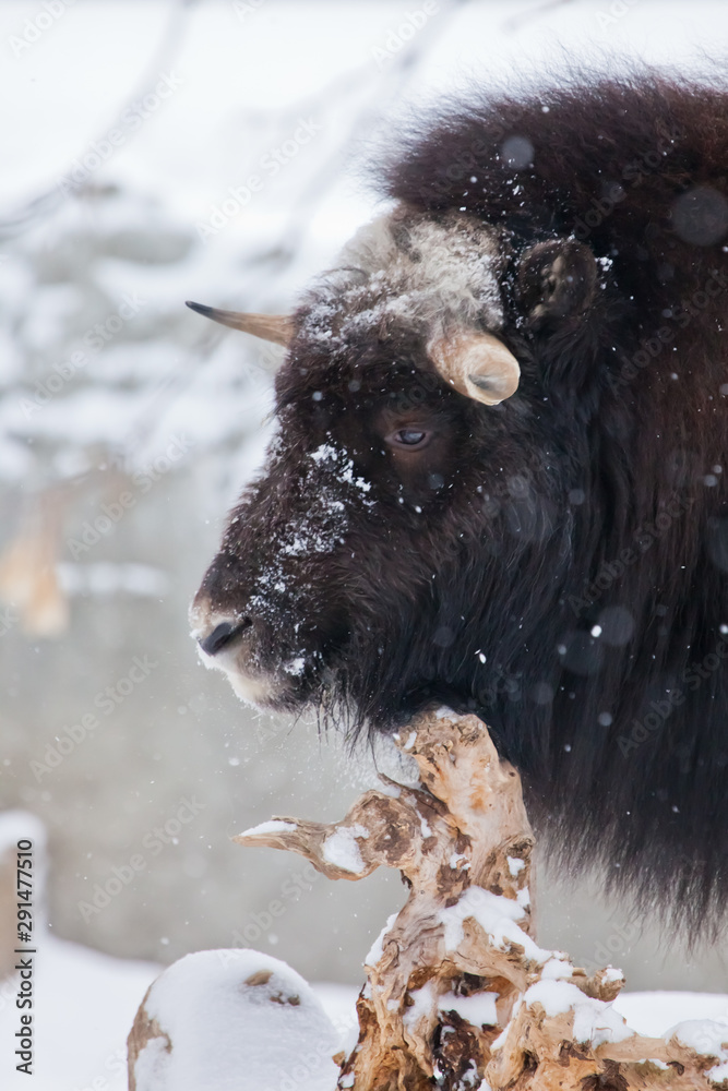 Horned head close-up, sharp horns and power. polar relic beast of the ...