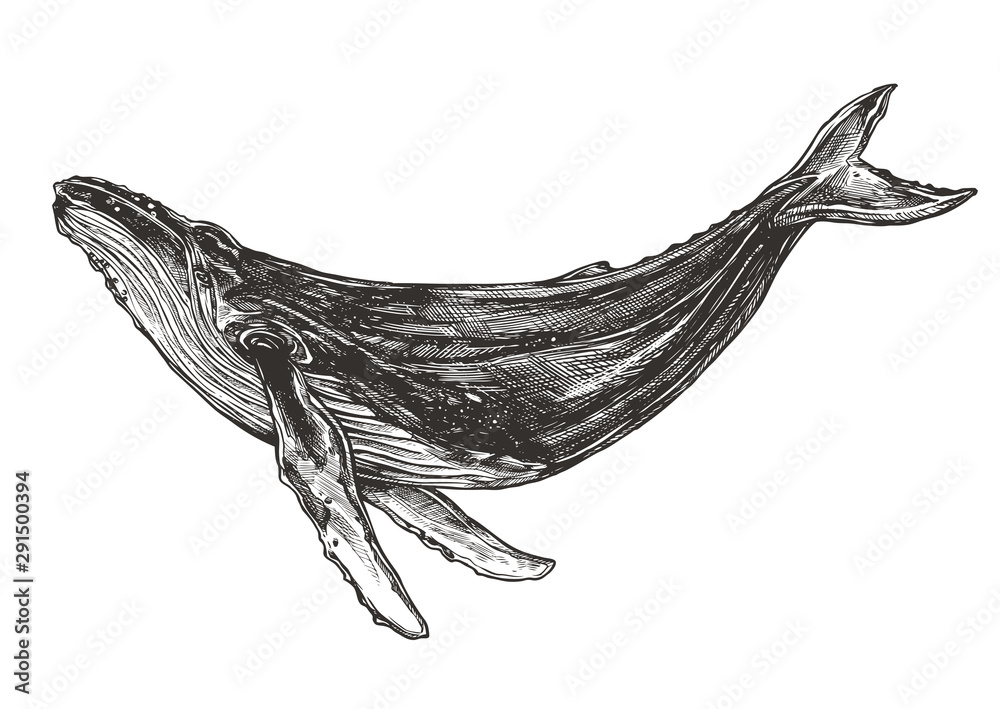 Beautiful hand drawn humpback whale. Sketch vector illustration Stock ...