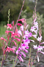 Wild Watsonia Meriana Free Stock Photo - Public Domain Pictures