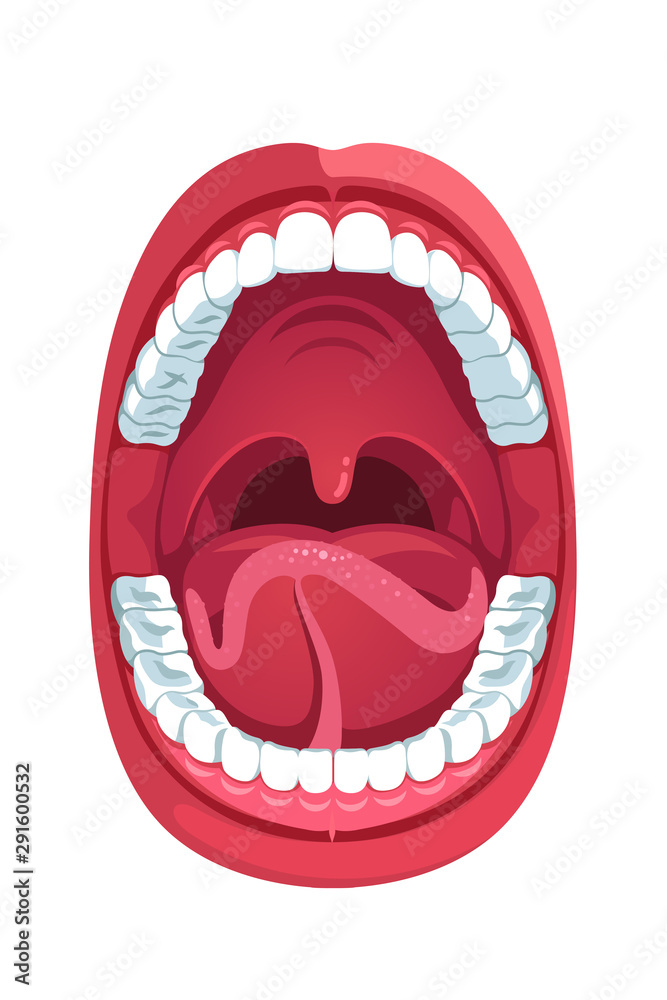 Oral cavity. Human open mouth anatomy model Stock Vector | Adobe Stock