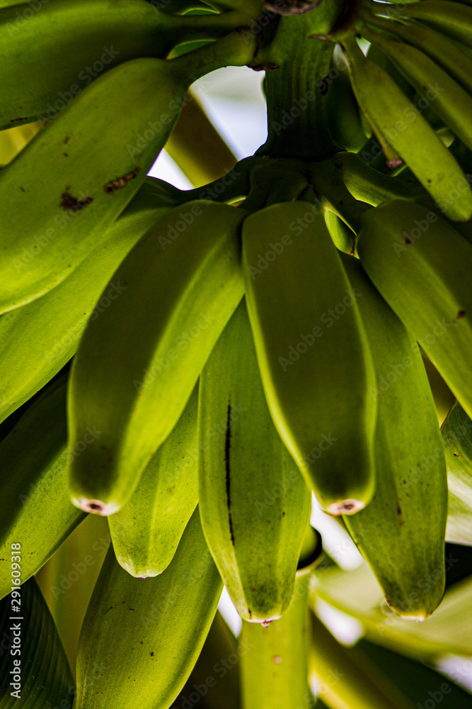 banana tree, banana, platano, tree, árbol, nature, bio, juice, jugo ...