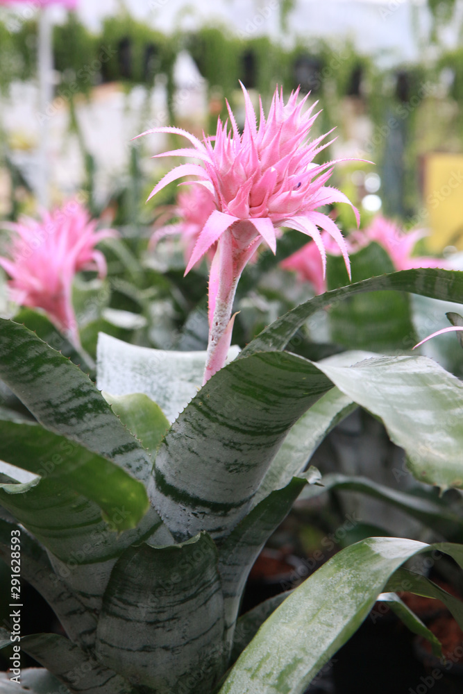 Pink flowers Bromeliads are the only tree species with pineapple flavor ...