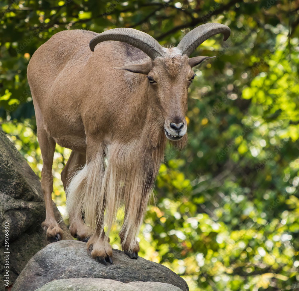 mountain goat audod on the rock Stock Photo | Adobe Stock