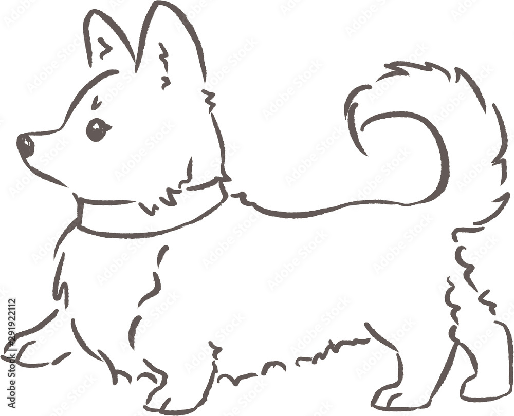 Shama the corgi goes with a collar. Dog behaviour and rules for owners ...