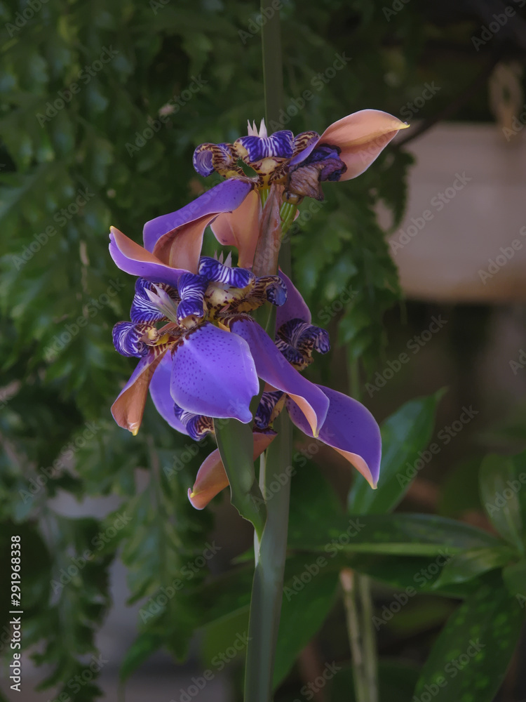 Blue walking Iris / Neomarica Caerulea Regina - This flower is also ...
